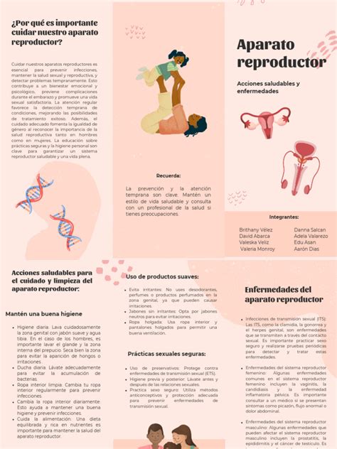 Aparato Reproductor Triptico Pdf Infección Transmitida Sexualmente