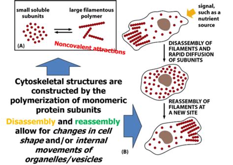Lecture 18 The Cytoskeleton Flashcards Quizlet
