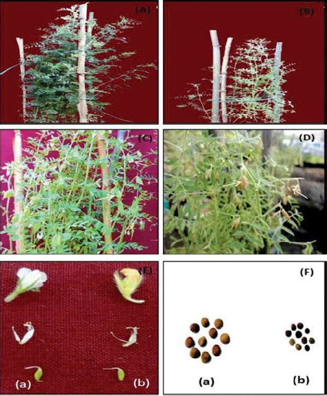 Effect Of Different Sowing Times Normal Sowing Ns And Late Sowing