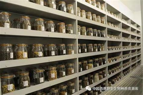 山楂种子要浓硫酸泡了才发芽，种子萌发并不易