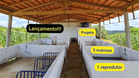 Lançamento Do Nosso Projeto Para 5 Porcas E 1 Reprodutor 🐷🙏 Projetos