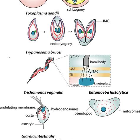Key Aspects Of Mitochondrial Dynamics In Parasitic Protists Single Download Scientific Diagram