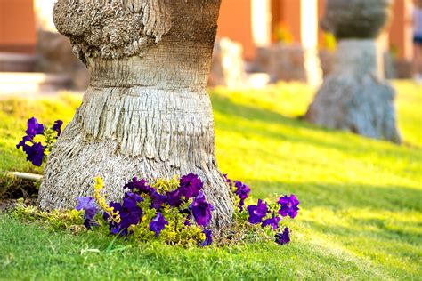 Landscaping Ideas Around Tree Roots