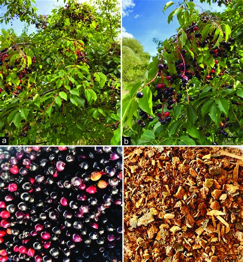 A B Prunus Padus L Tree C Prunus Padus L Fruit D Prunus Padus
