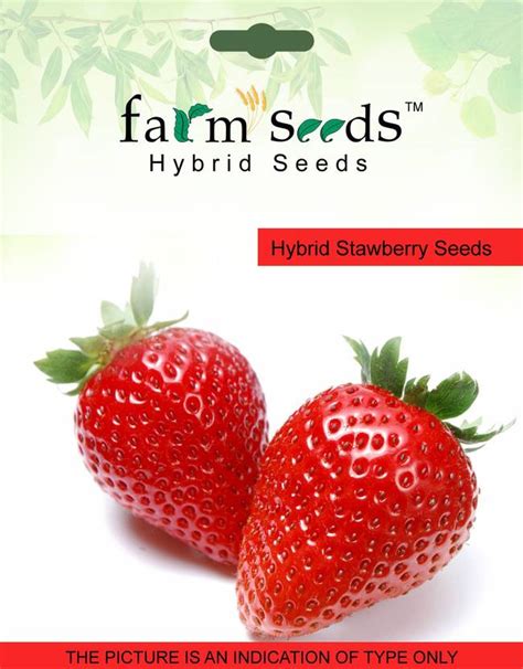 Farm Seeds Hybrid Strawberry Seed Price In India Buy Farm Seeds