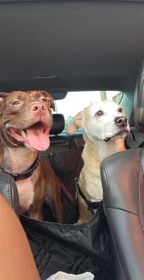 Butt Bites Get Smiles Rpittiesmiles