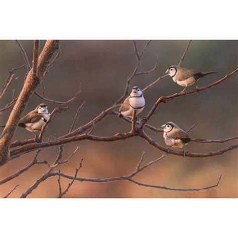 Origin Publishing Greg Postle Art