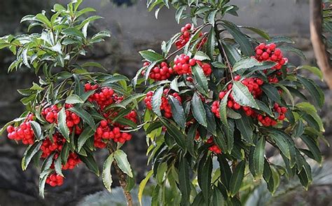 매력적인 붉은 열매가 주렁주렁 달리는 백량금 네이버 블로그