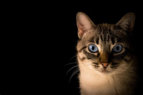 Computer Vision Getting Started With Opencv And Python Data Science