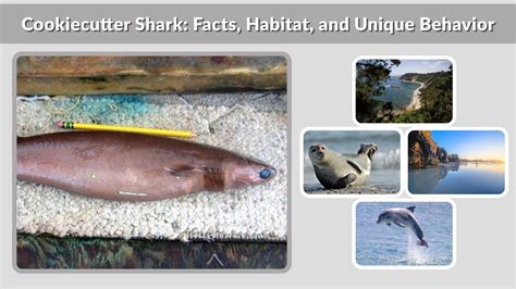 Shark Species Diet Habitat And Conservation Explained