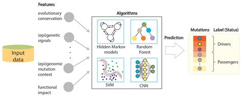 Cancer Driver Mutations Predictions And Reality Pmc