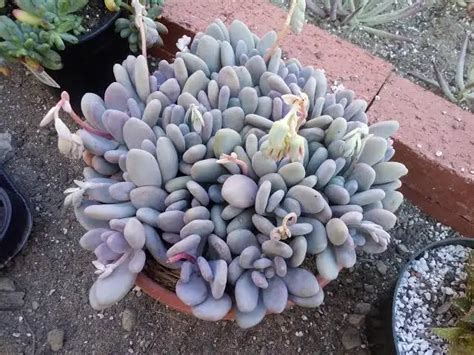 28 Beautiful Purple Succulent Plants For Your Home Garden