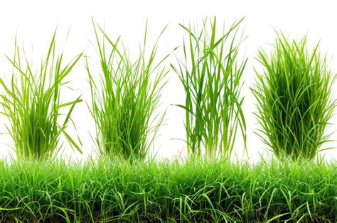 Premium Photo Collection Of Different Types Of Green Grass On White Background