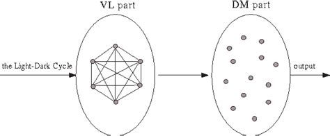 Figure 1 From Analysis Of The Special Structure Of The Suprachiasmatic Nucleus Semantic Scholar