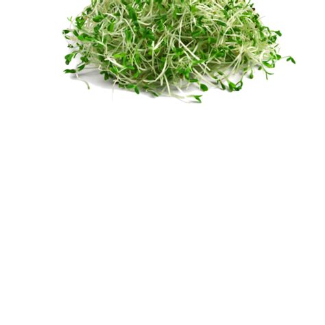 Broccoli Seed Sprouting Kit Brocelite