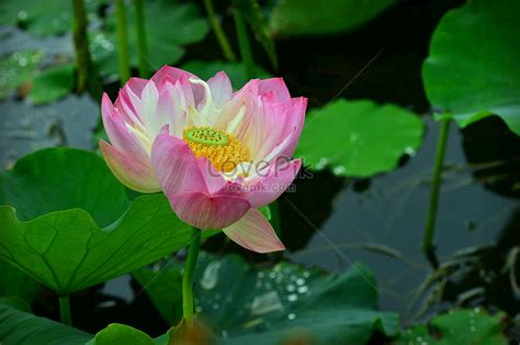 연꽃 사진 무료 다운로드 Lovepik