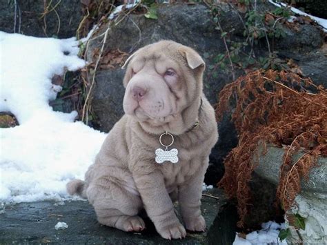 Shar Pei Wallpapers Wallpaper Cave