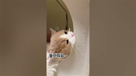 고양이 귀여운영상 힐링영상 야옹이 귀여우 냥이 Youtube