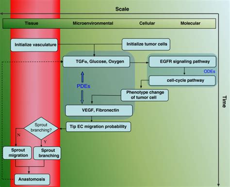 Flow Chart Of Multi Scale Agent Based Cancer Modeling The Model Download Scientific Diagram