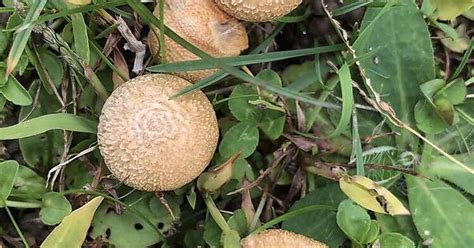 Not A Clue What These Orange Things R Album On Imgur