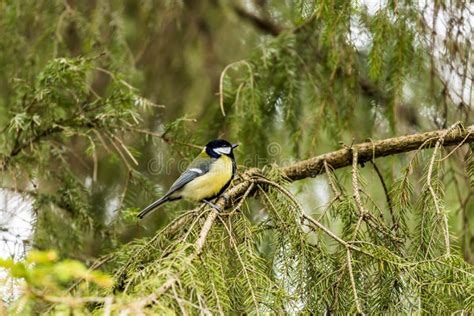 Beautiful Shot Of A Cute Great Tit Sitting On A Tree Branch On Blurry
