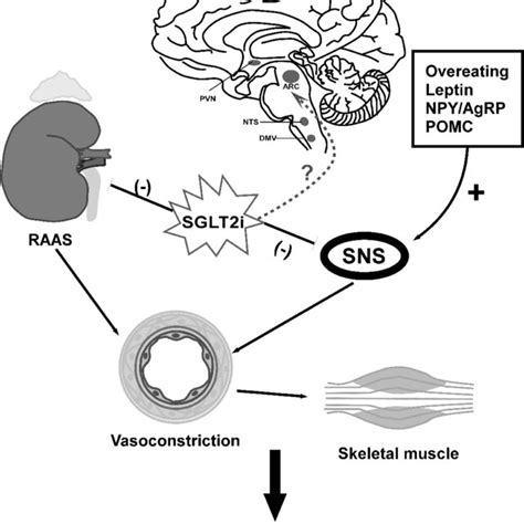 Regulation Of Neural Pathway To Attenuate Muscular Ir Overeating And Download Scientific