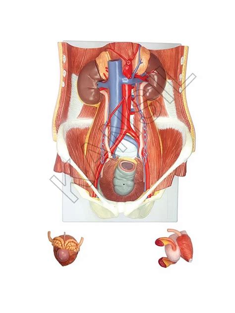 Pvc Urinary System Block Model Dual Sex 6 Parts Size Life Size At