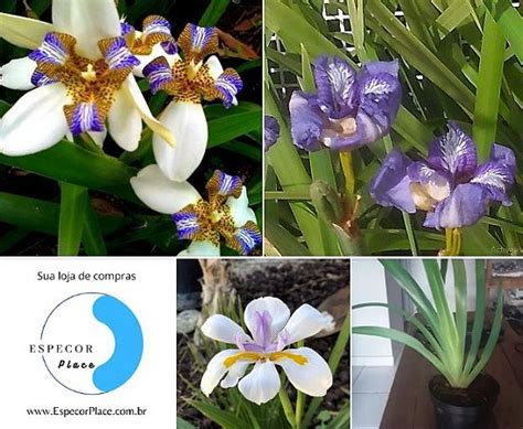 KIT DE 6 IRIS VARIADAS 2 BRANCOS 2 PRAIA E 2 AZUIS ESPECOR PLACE