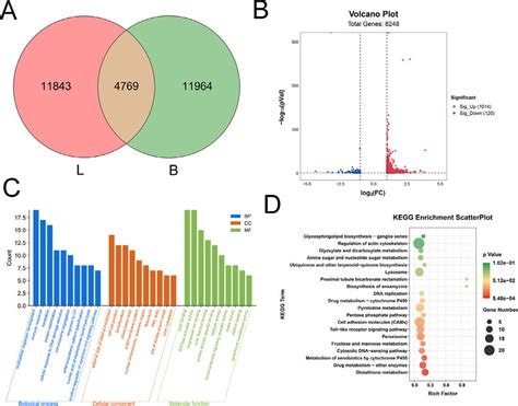 Identification And Functional Analysis Of Differential Peak Genes In Download Scientific