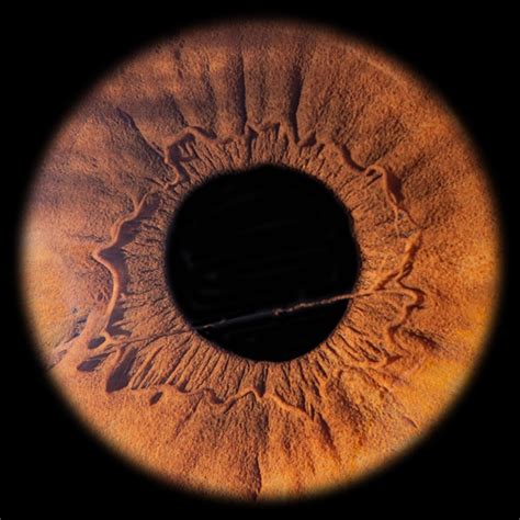 The Touring Coolest Iris Of The Week 🔬 Did You Know Your Iris Can Hold Remnants Of The Womb