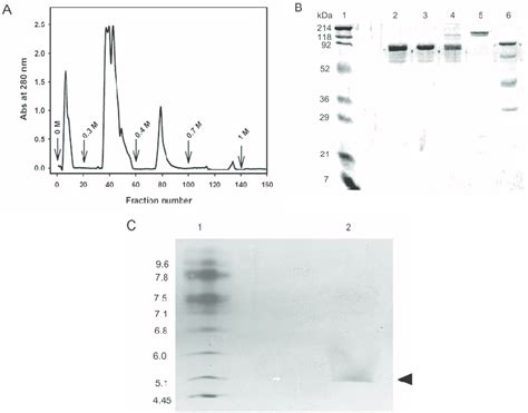 A The Elution Profile Of As Affinity Chromatography Cp Was Eluted In Download Scientific