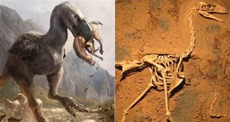 Prehistoric Predators Terror Bird