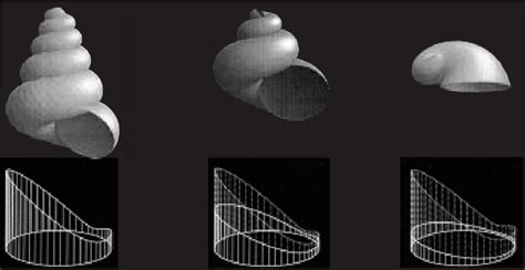Developmental Modeling Of Shell Form