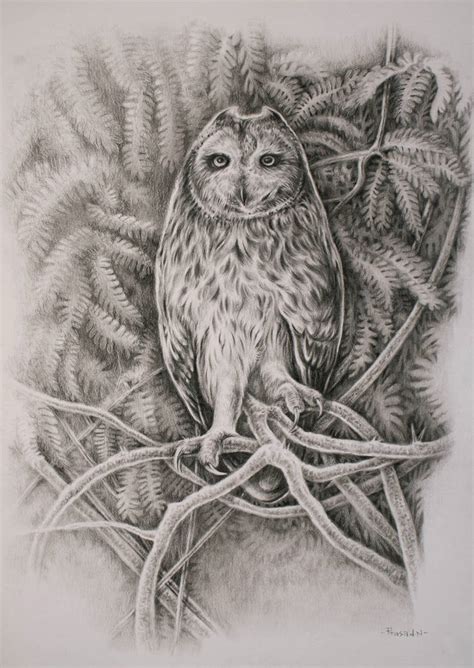 short eared owl by prasad natarajan on deviantart
