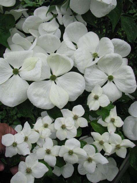 14 Flowering Trees For Year Round Color HGTV