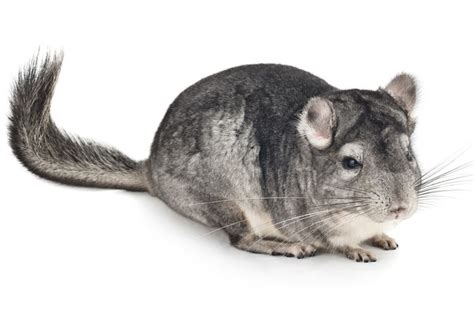Chinchilla Breeds Types And Colors Pet Comments