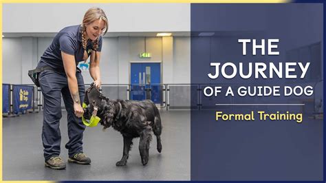 Guide Dog Trainer Certification