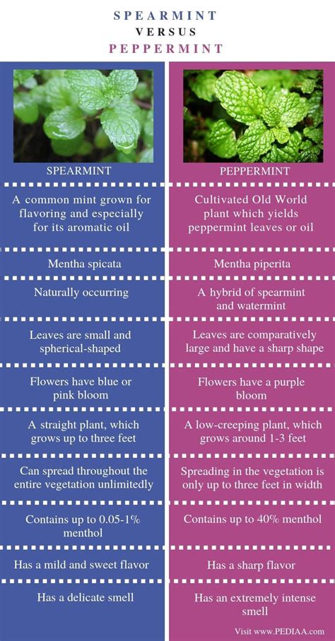 Spearmint Vs Peppermint R Coolguides