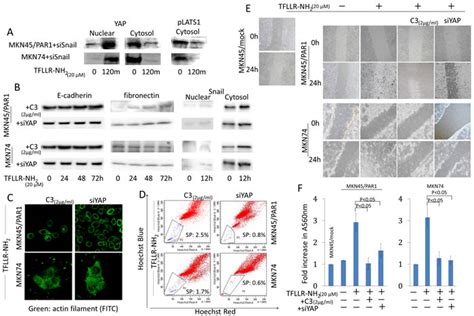 Par1 Participates In The Ability Of Multidrug Resistance And