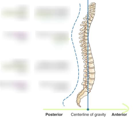 Normal Adult Curvature Diagram Quizlet