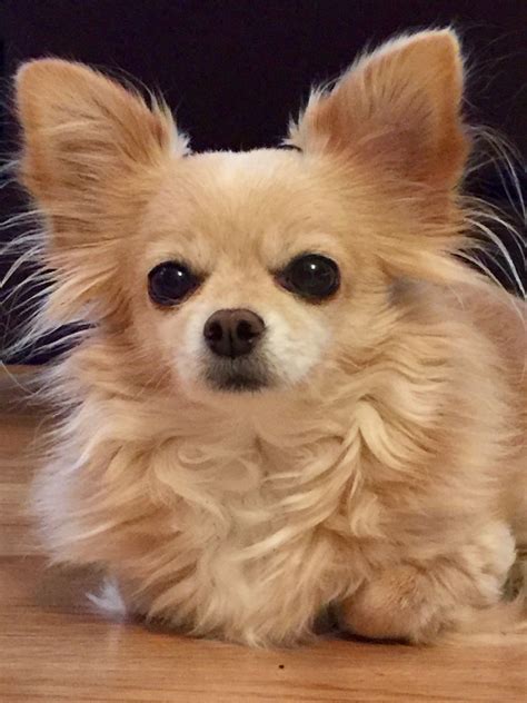 Long Haired Chihuahua Pomeranian Mix Mixerkai
