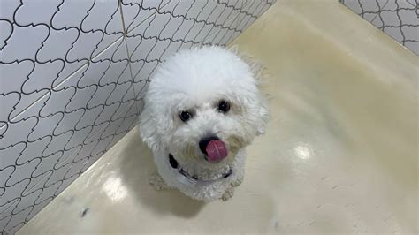 비숑프리제 뾰롱이 보스턴테리어 핏불테리어 허스키 테리어종류 꼬똥 차오차오 아프간하운드 Cat 강아지분리불안 털안빠지는강아지 귀여운강아지 강아지종 사바나캣 믹스견 잭러셀테리어