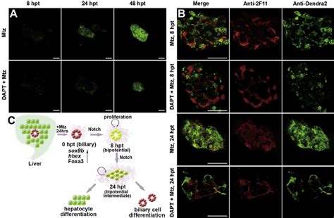 Cholangiocyte Transdifferentiation And The Consequent Hepatocyte Download Scientific Diagram