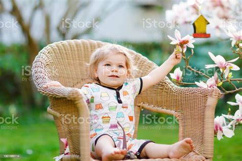 정원에서 큰 의자에 앉아 귀여운 어린 소녀 배경에 분홍색 목련 나무가 피는 아름다운 행복한 웃는 유아 봄 시즌을 즐기는 건강한 아이 귀여운에 대한 스톡 사진 및 기타 이미지