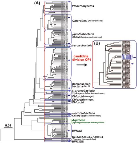 Hierarchical Clustering Pattern Based On Codon Usages Of The Genes The