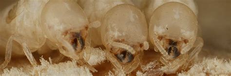 Drywood Termite Identification A Step By Step Guide For Homeowners