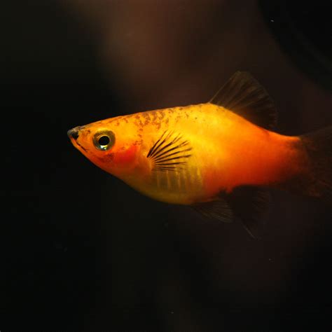 Kuchen Backofen Aquarium Fisch Platy
