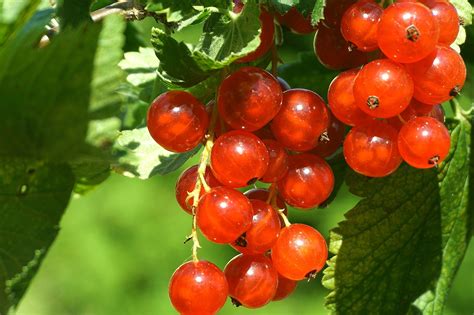 Redcurrant Berries Fruit Free Photo On Pixabay Pixabay