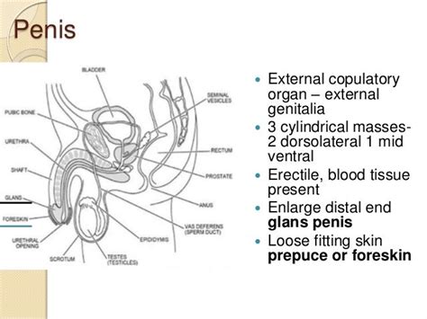 Human Reproduction