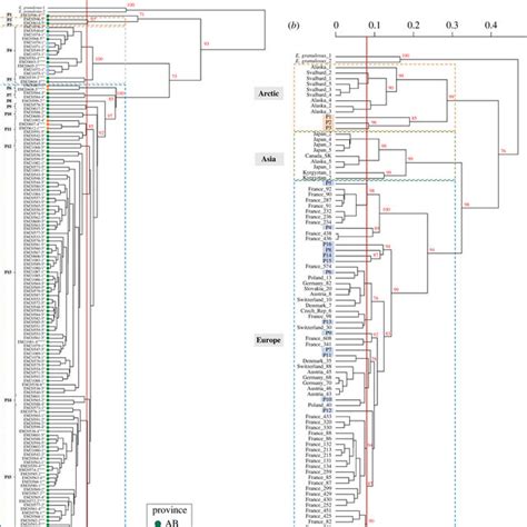 Genetic Relationships Among Haplotypes Of Echinococcus Multilocularis